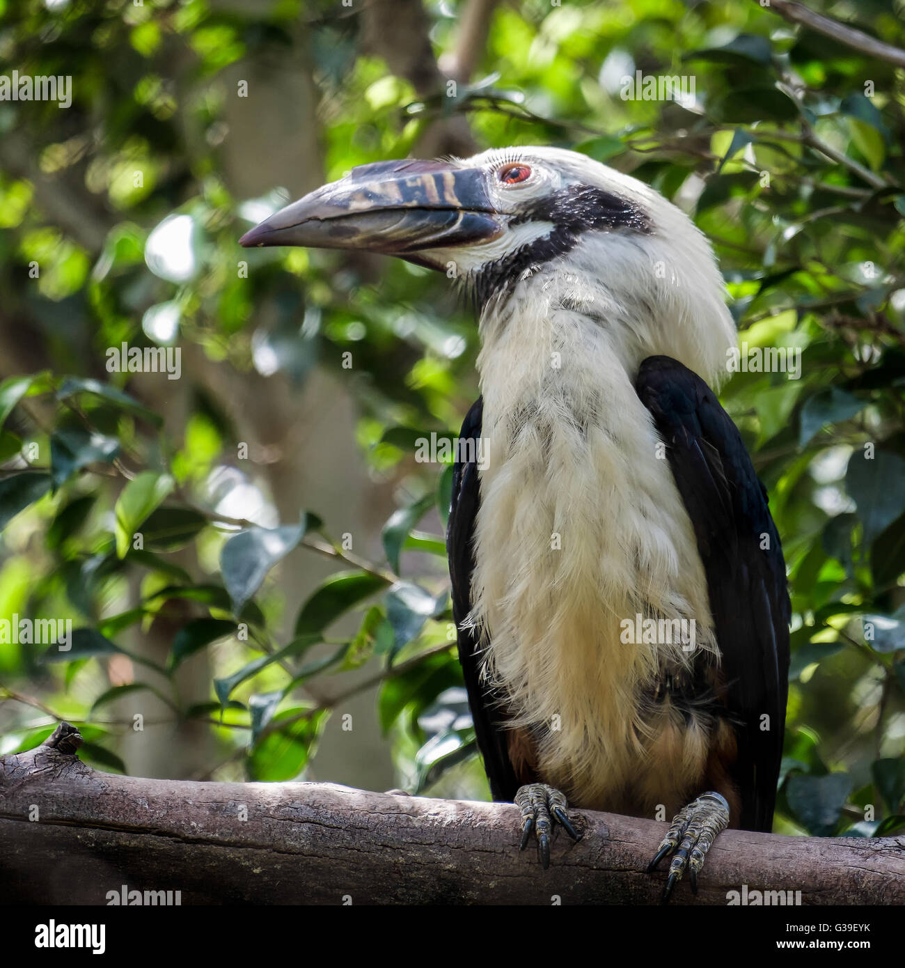 Visayan Hornbill (Penelopides panini) at the Bioparc in Fuengirola ...