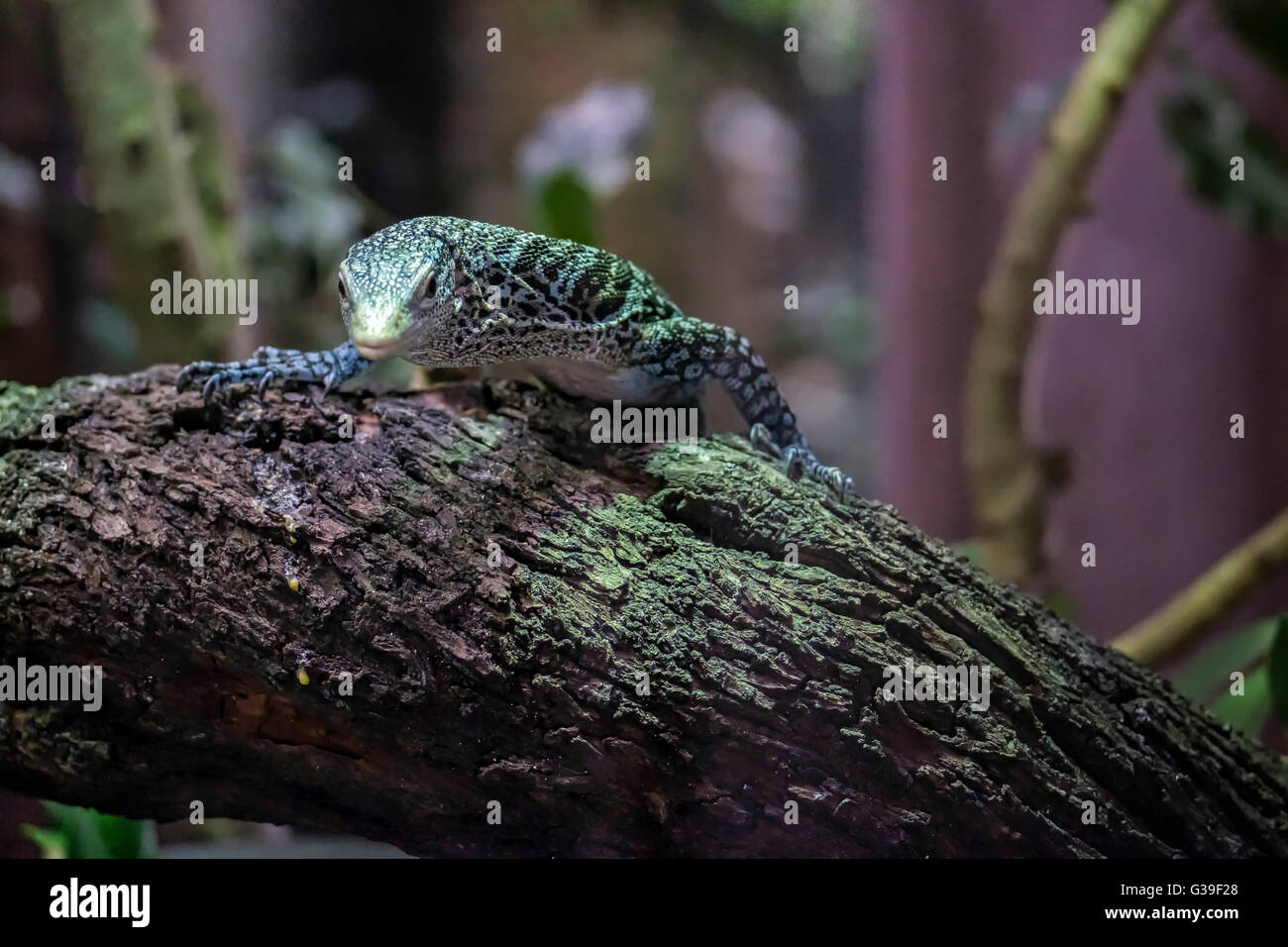 Emerald Tree Monitor (Varanus prasinus) at the Bioparc Fuengirola Stock ...