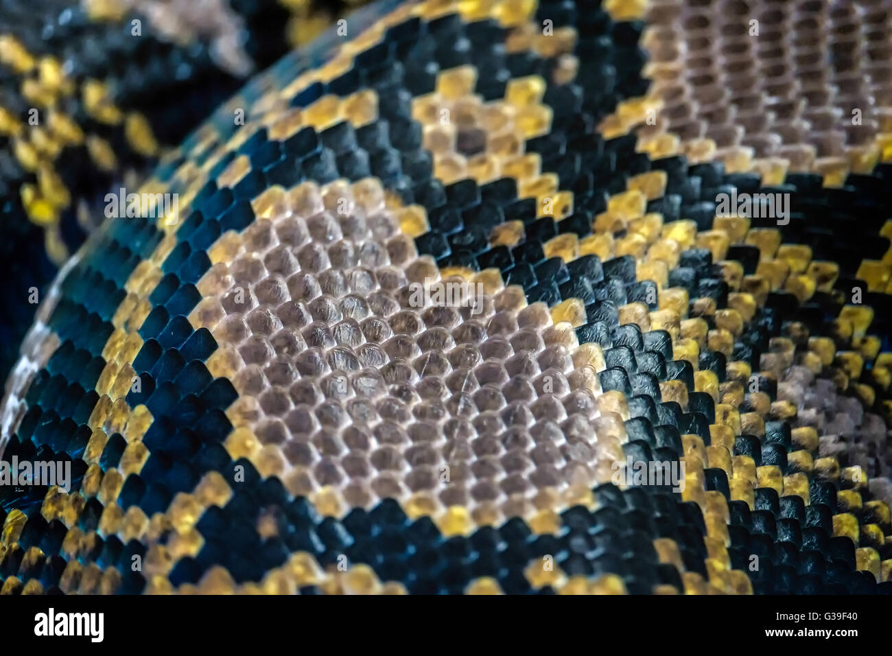 Reticulated Python (Python reticulatus) skin close up in the Bioparc ...