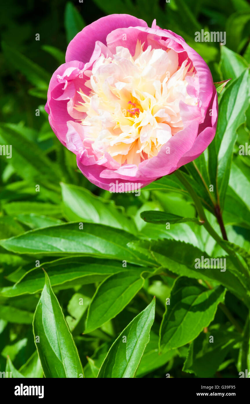 English peony hi-res stock photography and images - Alamy