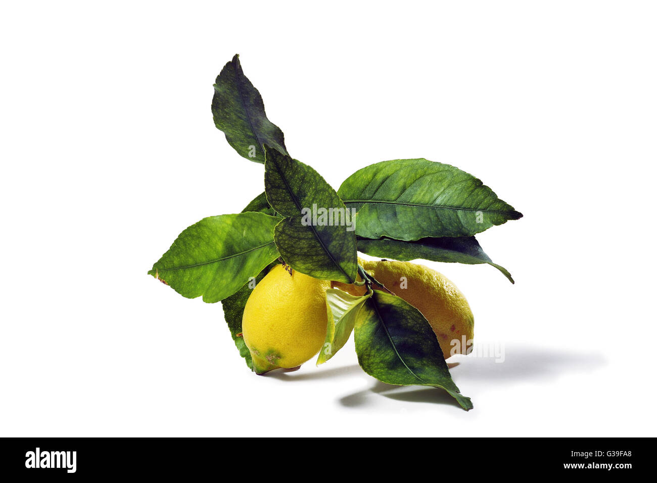 Lemons leaves on branch Cut Out Stock Images & Pictures - Alamy
