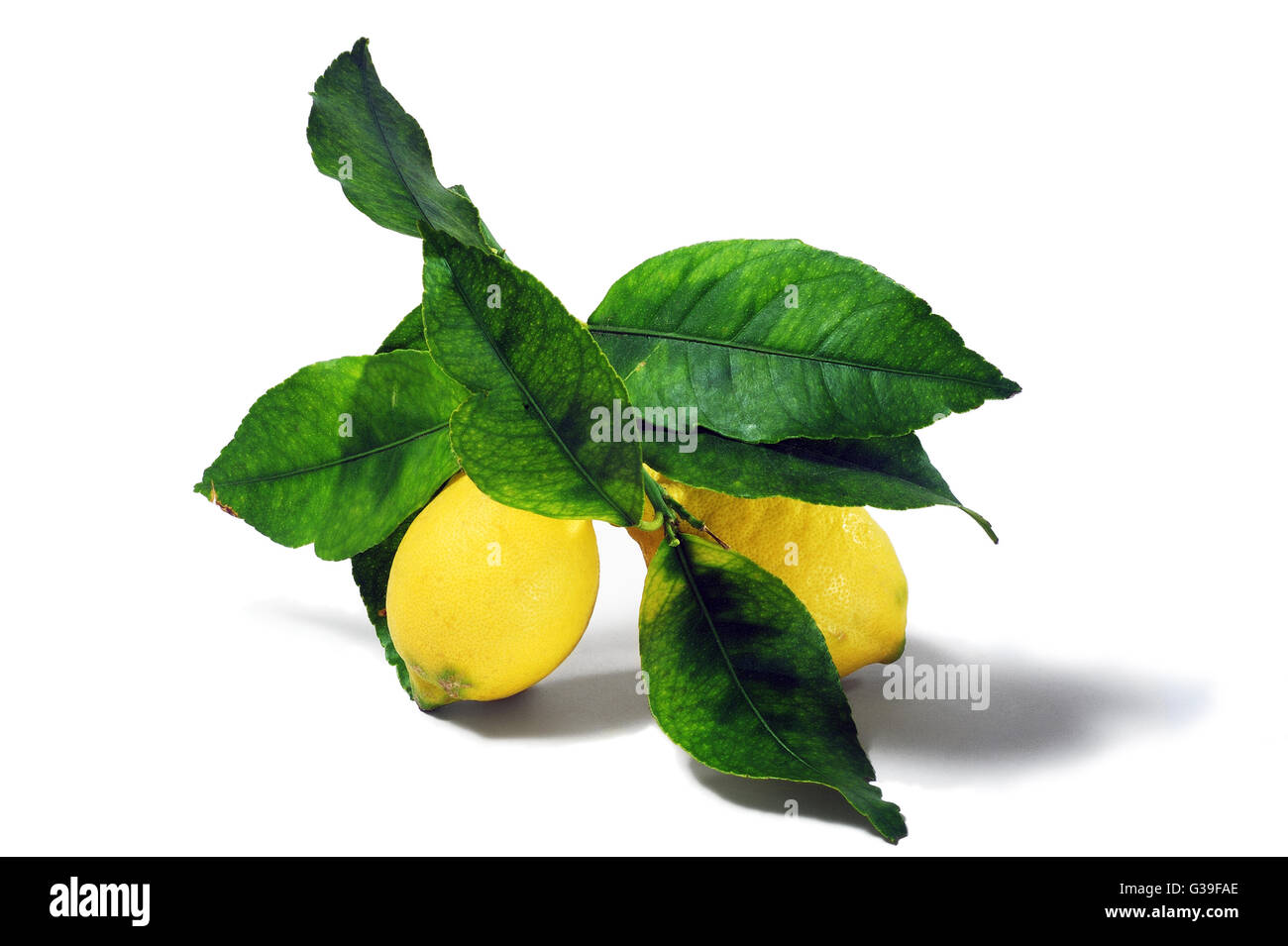 lemons with leaves isolated on white background Stock Photo - Alamy