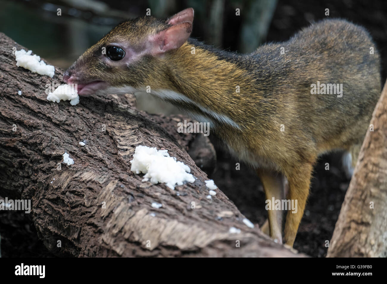 Lesser Mouse-Deer (Tragulus kanchil) in the Bioparc Fuengirola Stock ...