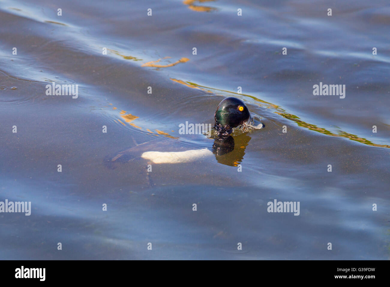 Duck swimming underwater hi-res stock photography and images - Alamy