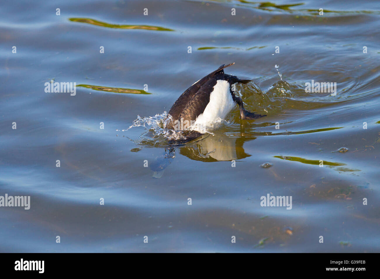 Duck swimming underwater hi-res stock photography and images - Alamy