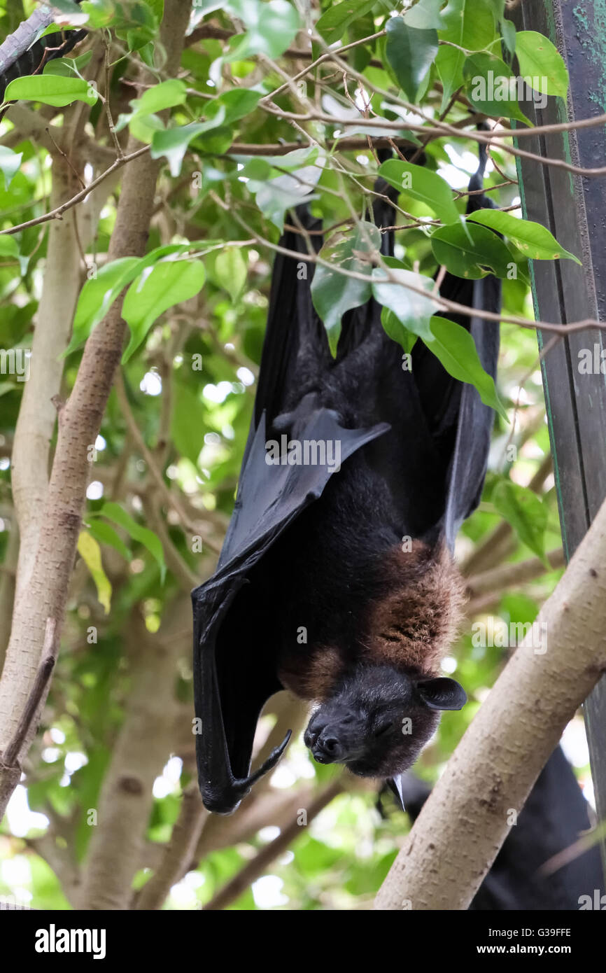 Flying Fox Bat (Pteropus) Asleep at the Bioparc in Fuengirola Stock ...