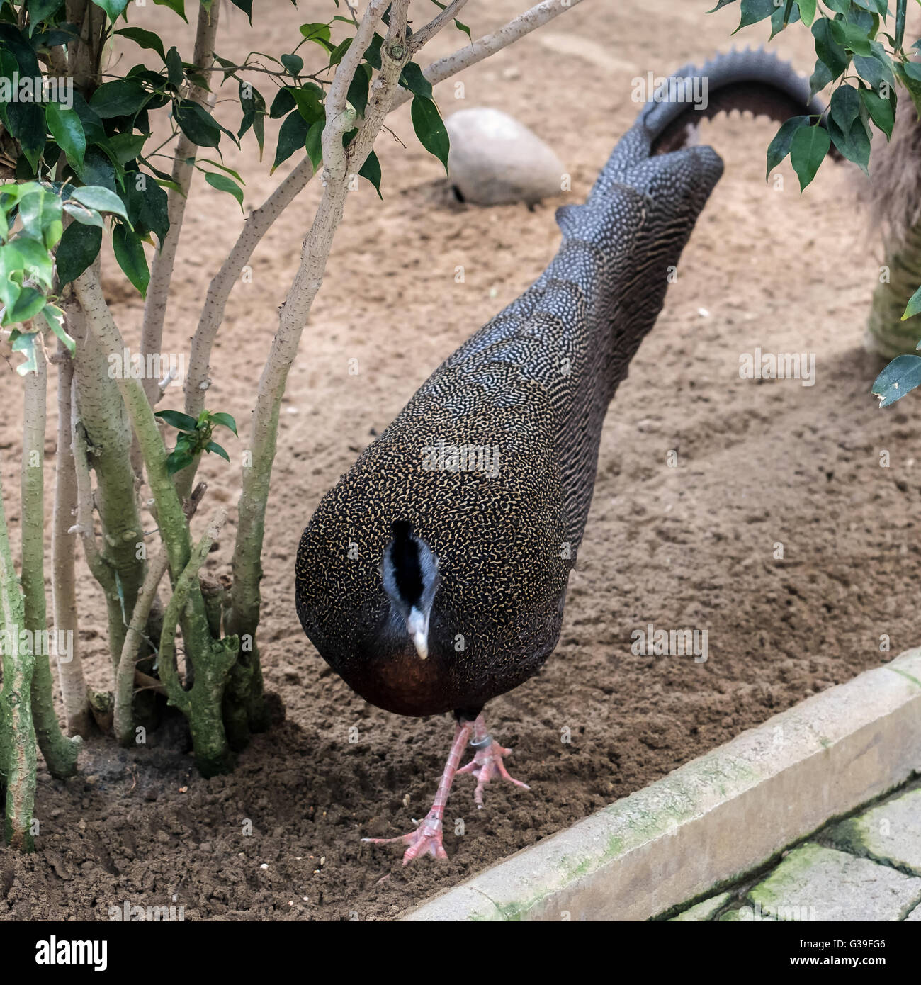 Great Argus (Argusianus argus) at the Bioparc in Fuengirola Stock Photo ...