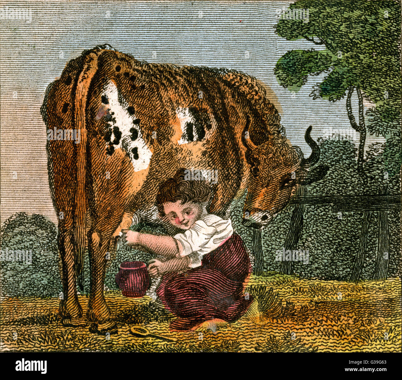 CUSHY COW BONNY Stock Photo - Alamy