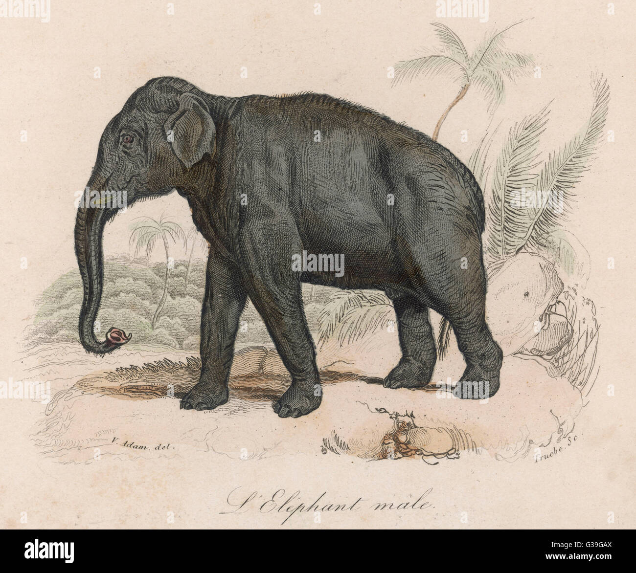 19th century indian elephant hi-res stock photography and images - Alamy