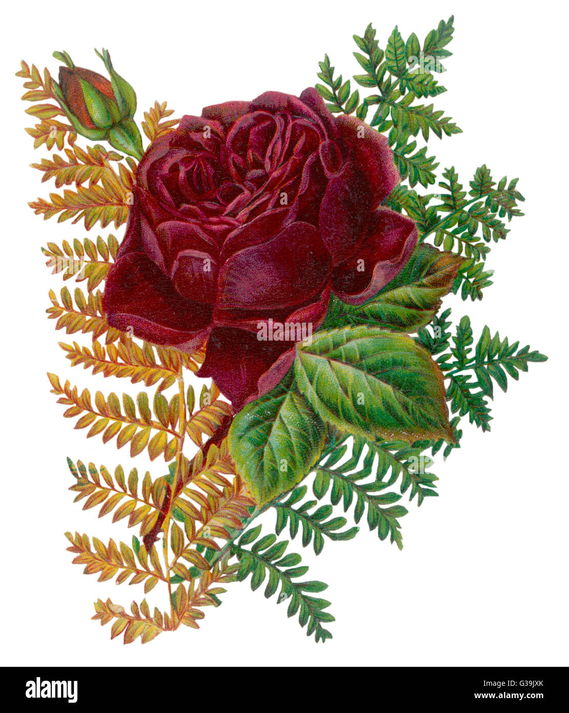 Red Rose and Ferns Stock Photo - Alamy