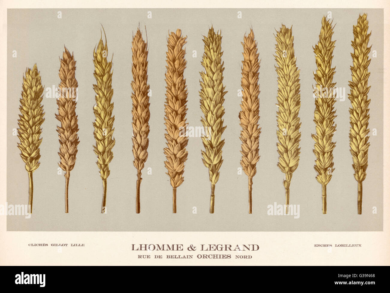 Triticum vulgare hi-res stock photography and images - Alamy