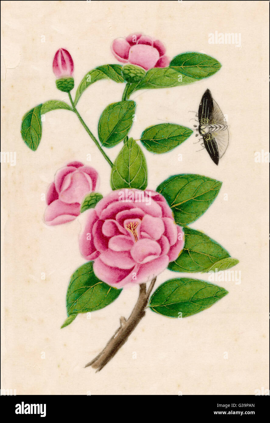 CAMELLIA & INSECT Stock Photo - Alamy