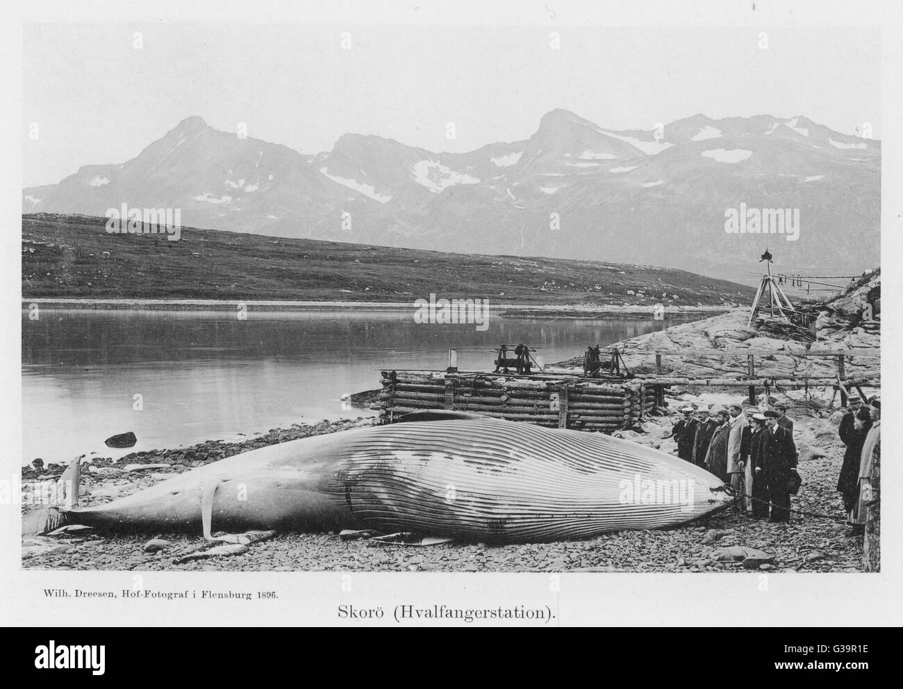 The whale norway Black and White Stock Photos & Images - Alamy