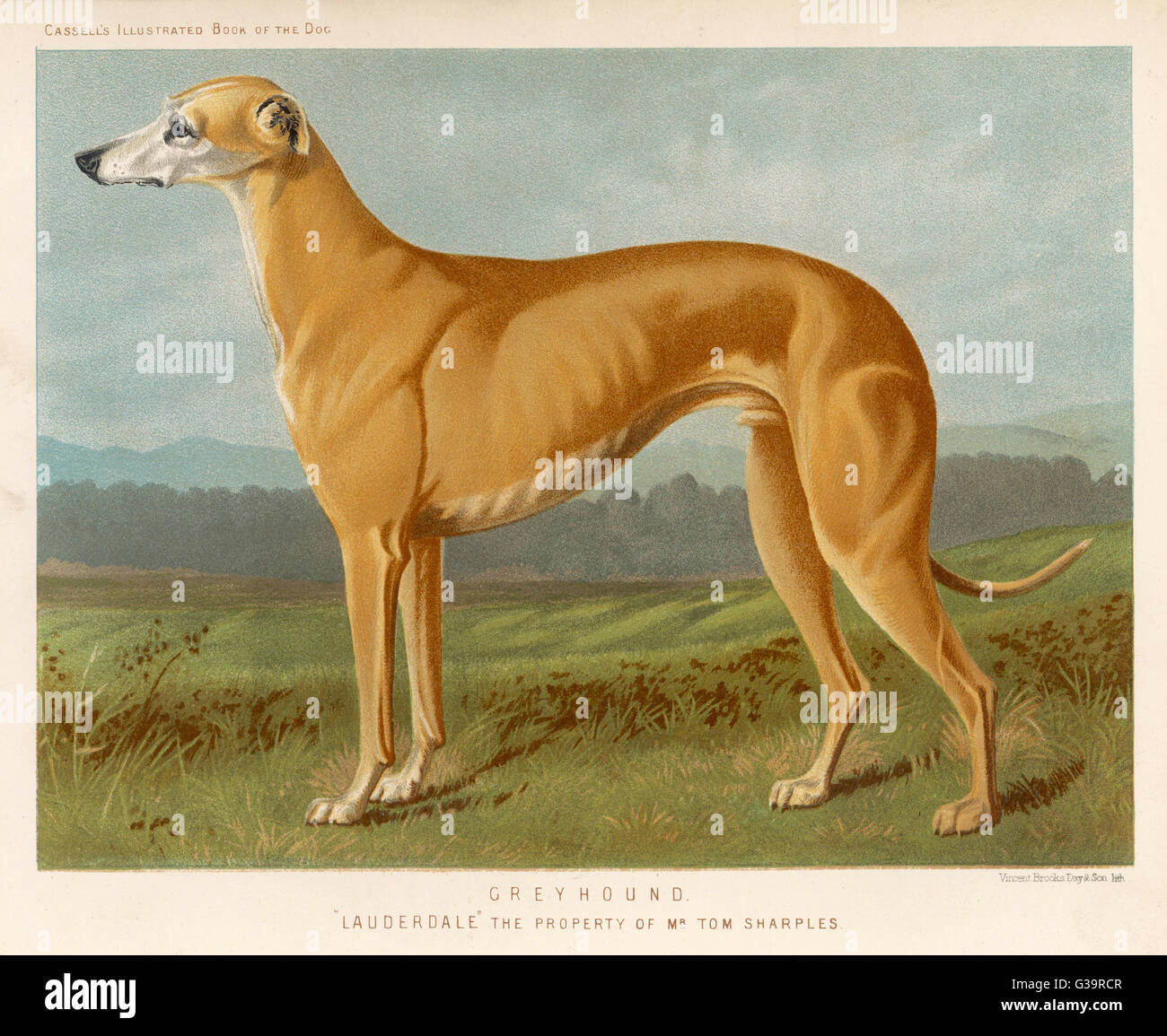 An Example Fallow Colour Greyhound High Resolution Stock Photography ...
