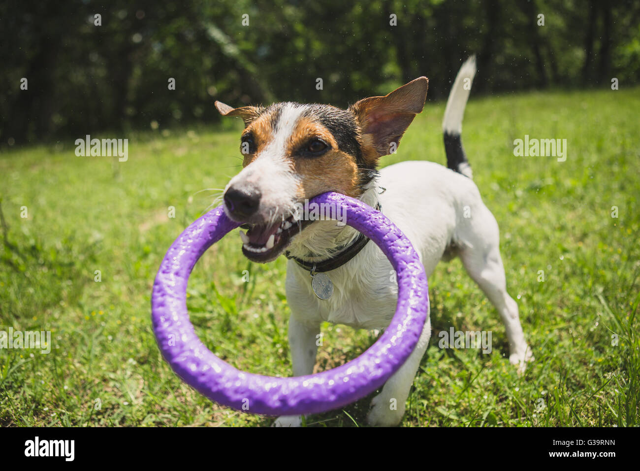 dog playing with a ring Stock Photo - Alamy