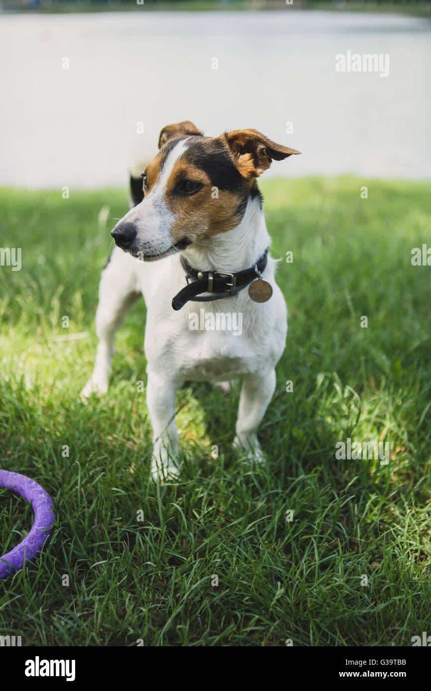 Domestic dog looks distance hi-res stock photography and images - Alamy