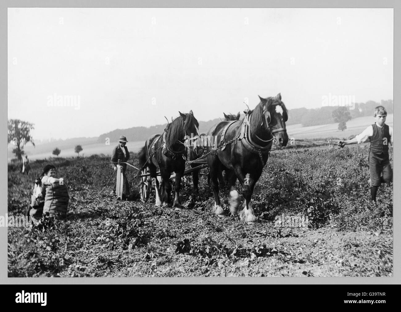Lifting potato hi-res stock photography and images - Alamy