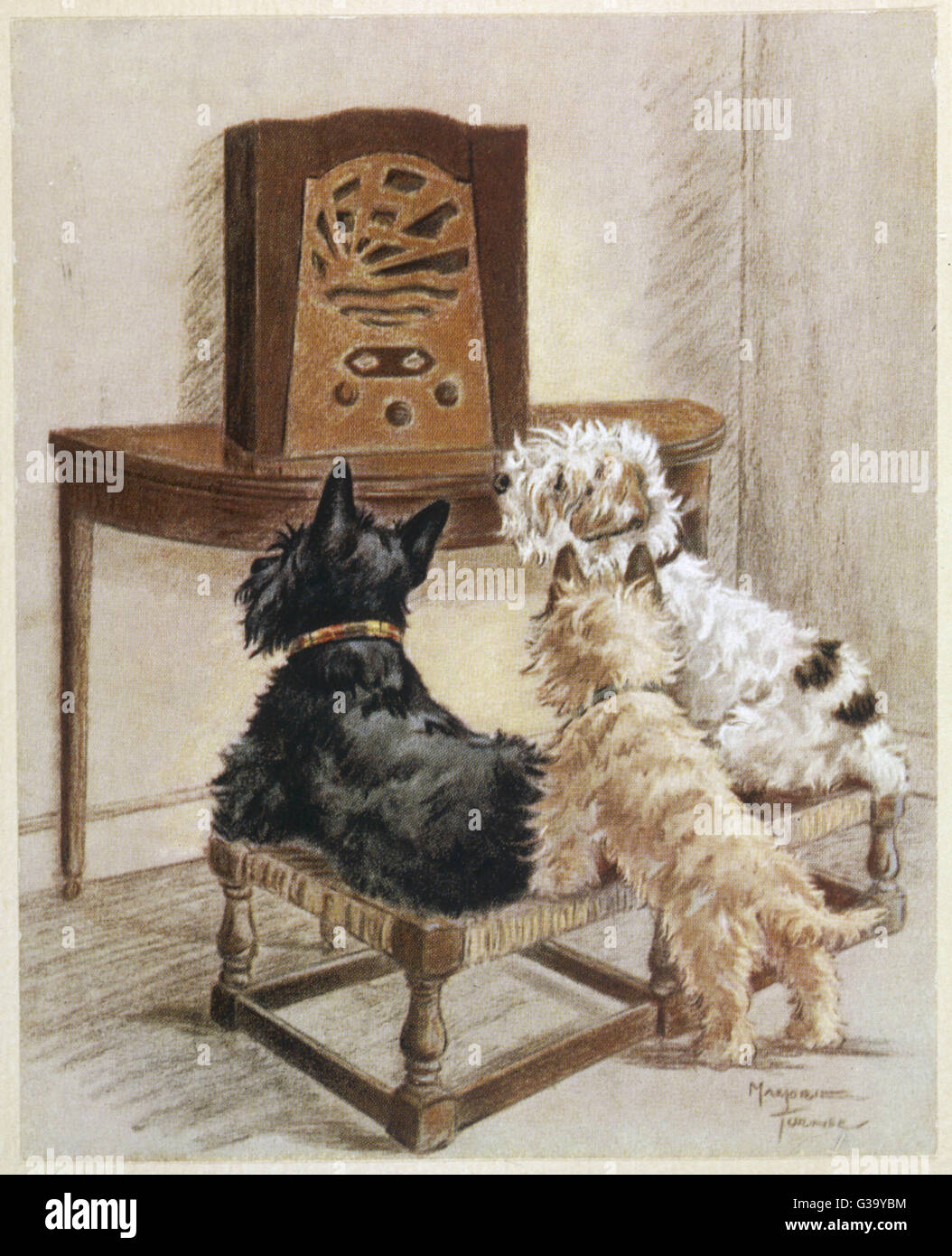 Dogs listen to Radio Stock Photo - Alamy