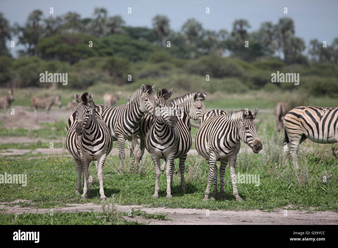 Zebra Botswana Africa savannah wild animal picture Stock Photo - Alamy
