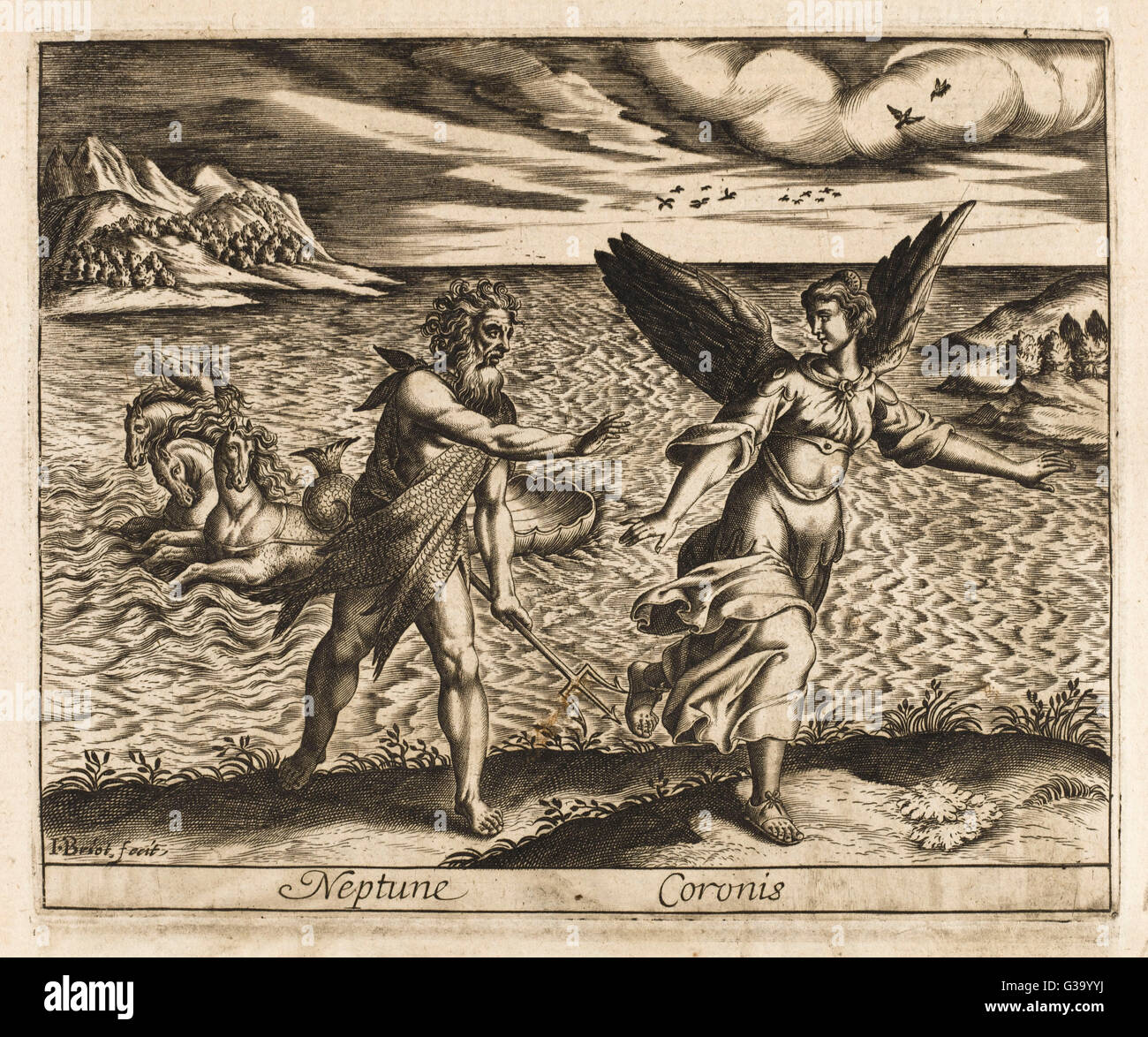 King crow hi-res stock photography and images - Alamy