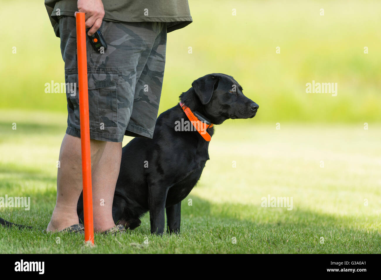 A Black Labrador Retriever out training Stock Photo - Alamy