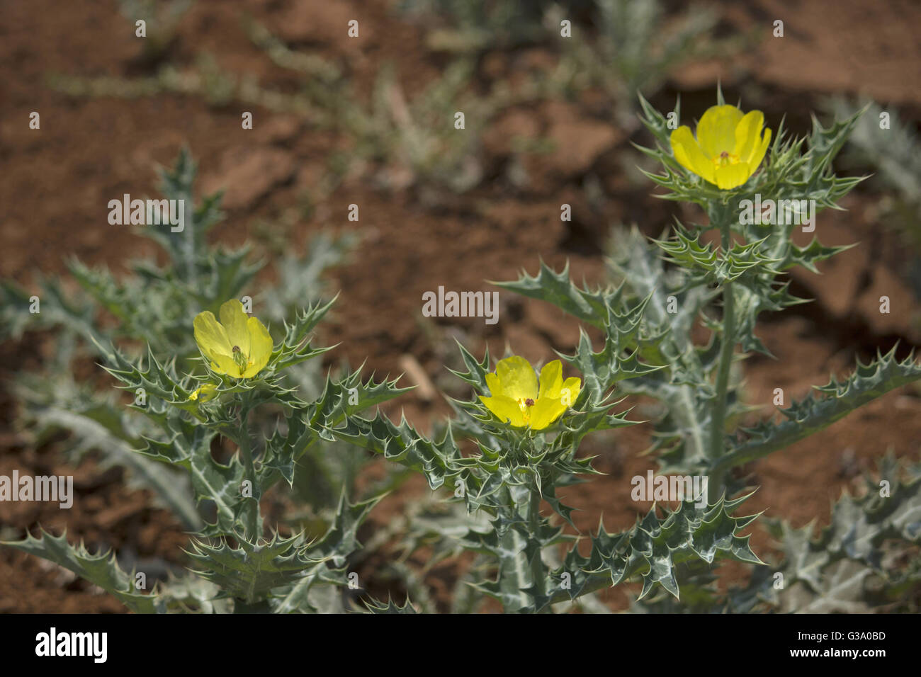 Argemone Mexicana Mexican Prickle Poppy Yellow Flower, Madhya Pradesh ...
