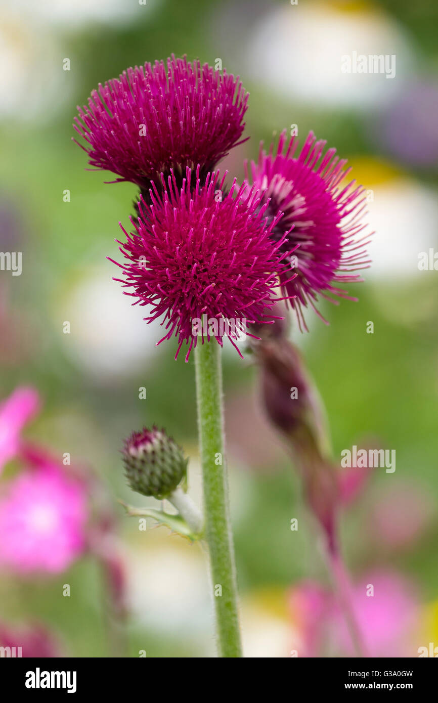 Red-pink flowers of the ornamental thistle, Cirsium rivulare ...