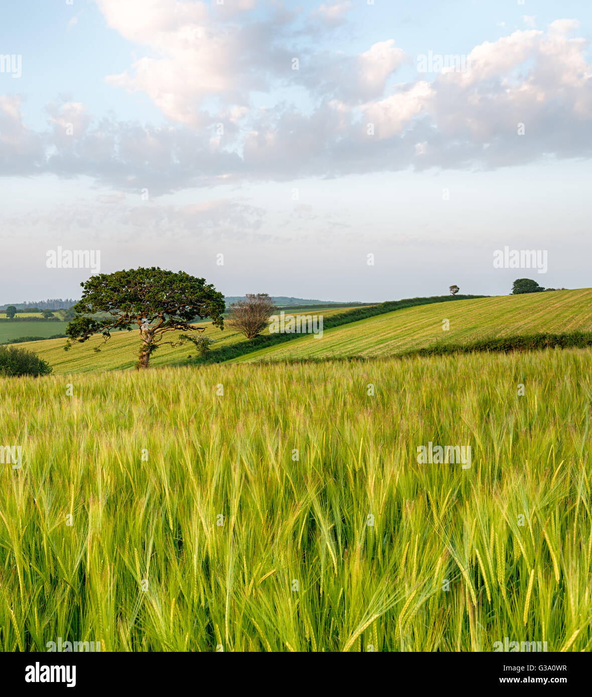 Summer fields of barley growing in the mid Cornwall countryside near ...