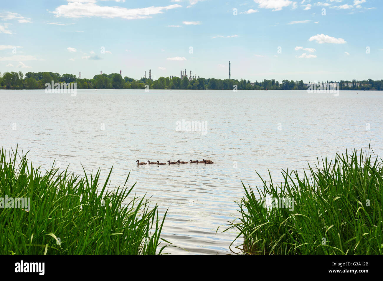 beautiful ducks family on mantua lake Stock Photo - Alamy