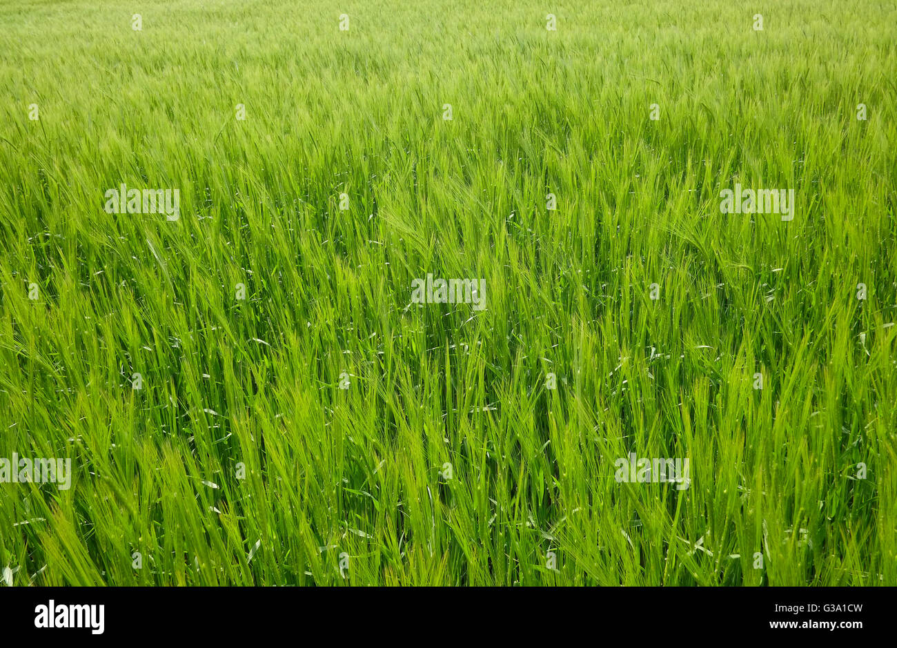 Spring landscape in wheat field hi-res stock photography and images - Alamy
