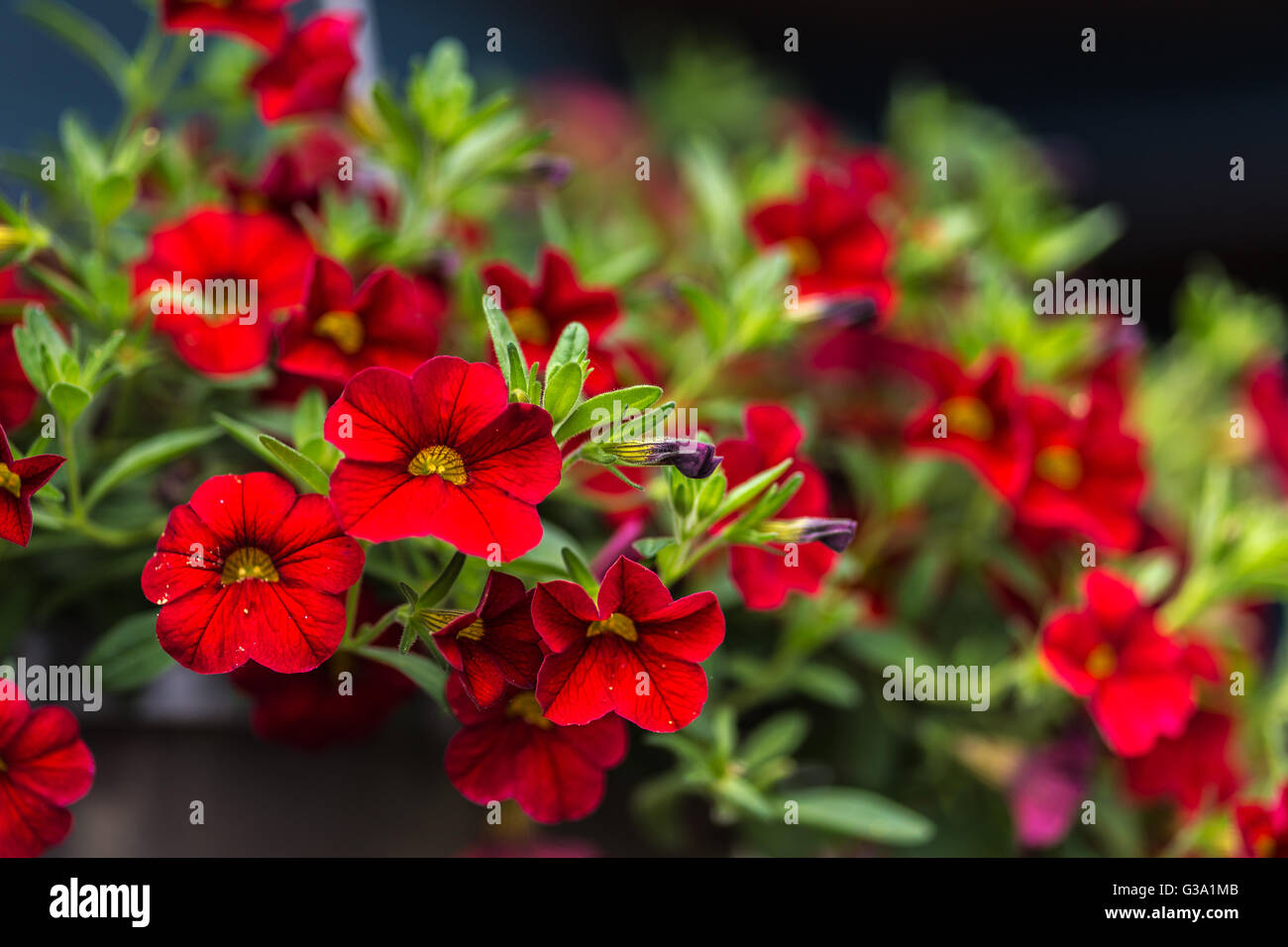 Calibrachoa hi-res stock photography and images - Alamy