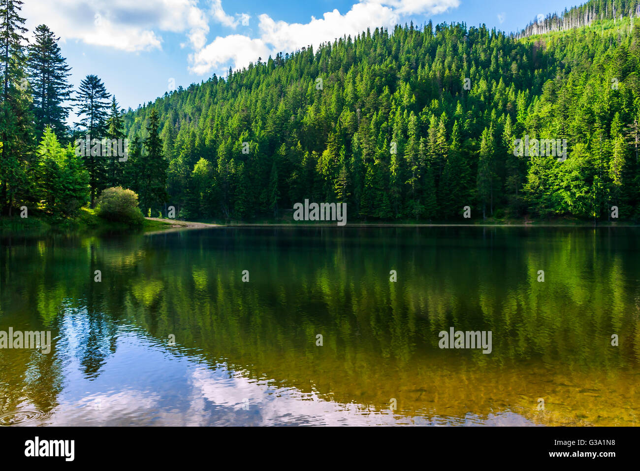Clear water pine trees hi-res stock photography and images - Alamy