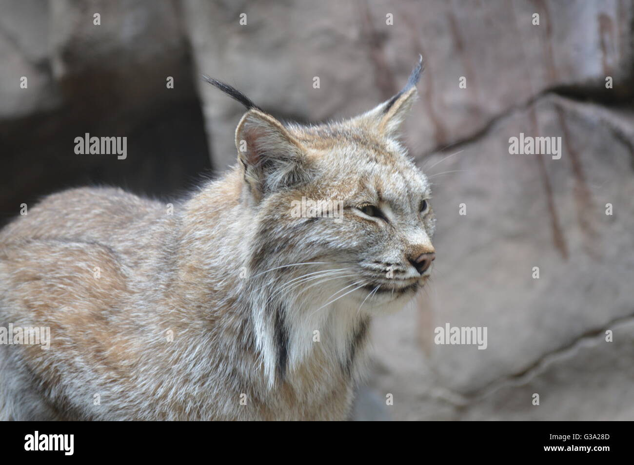 Canada lynx resting hi-res stock photography and images - Alamy
