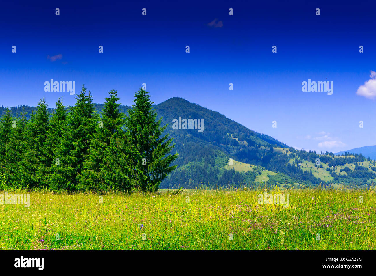 large mountain meadow grasses with a range of fir trees on the ...