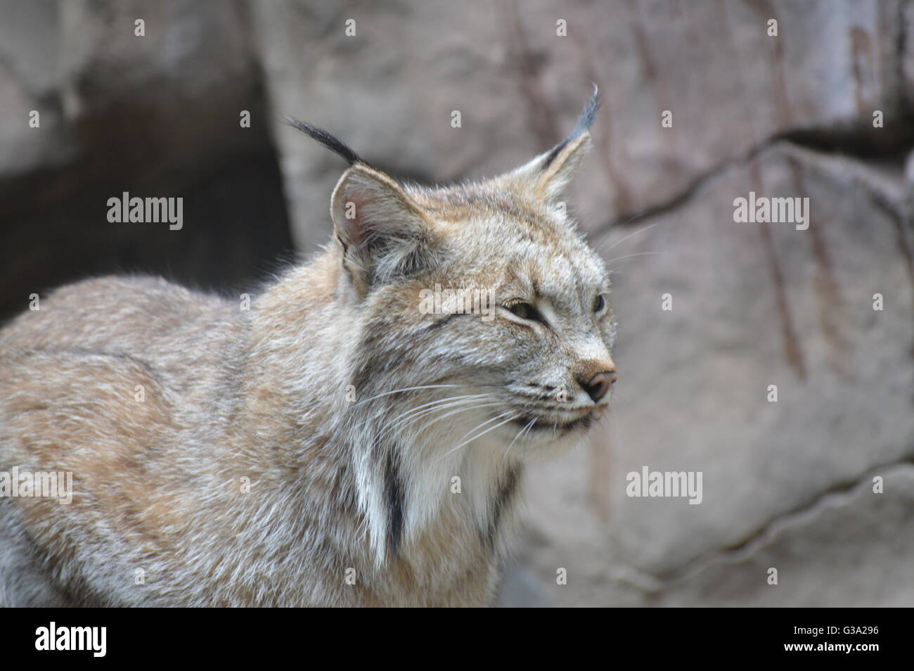 Canada lynx resting hi-res stock photography and images - Alamy