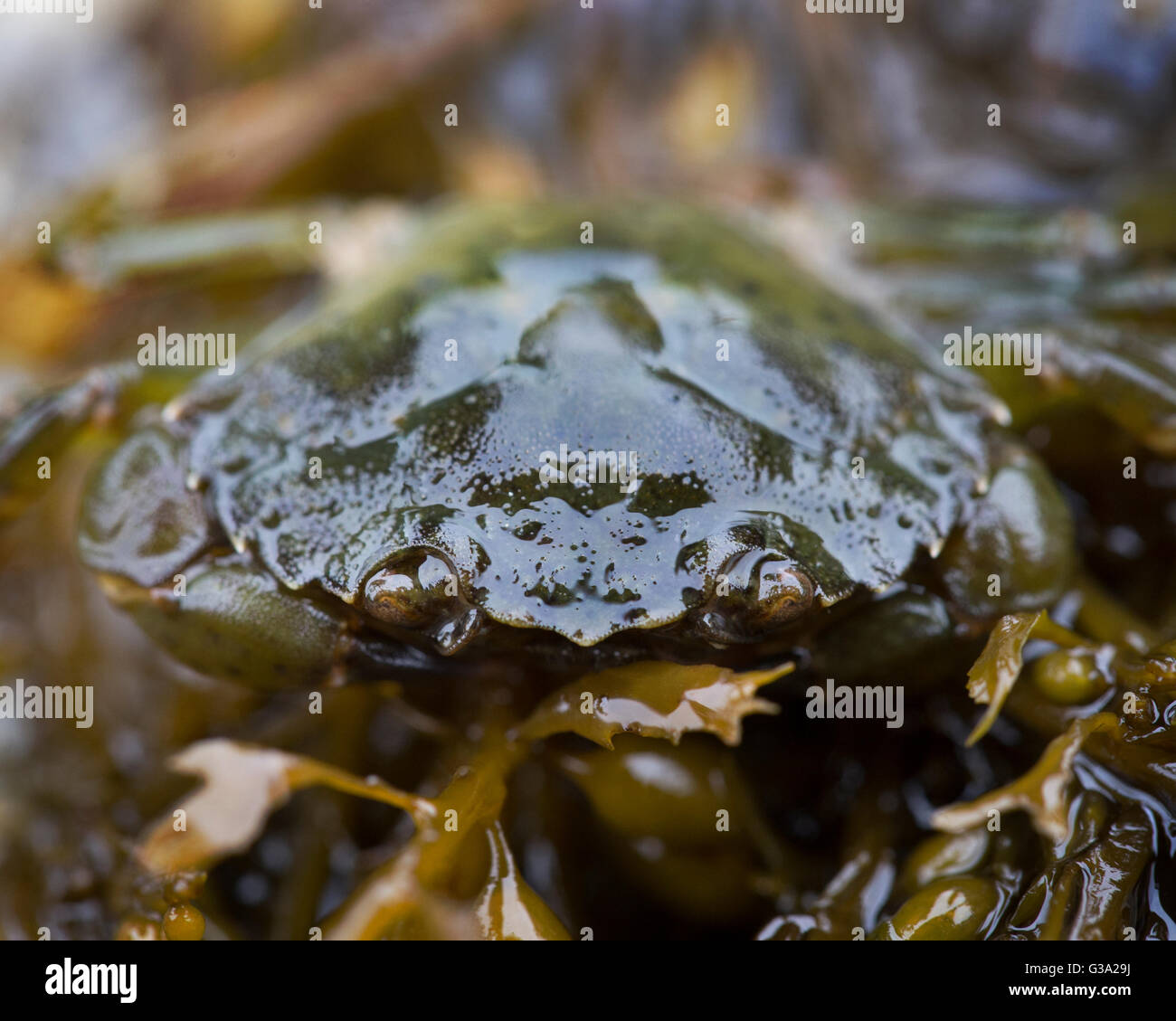 Green Shore Crab; Carcinus maenas; rockpool; seaweed; Cornwall; UK ...