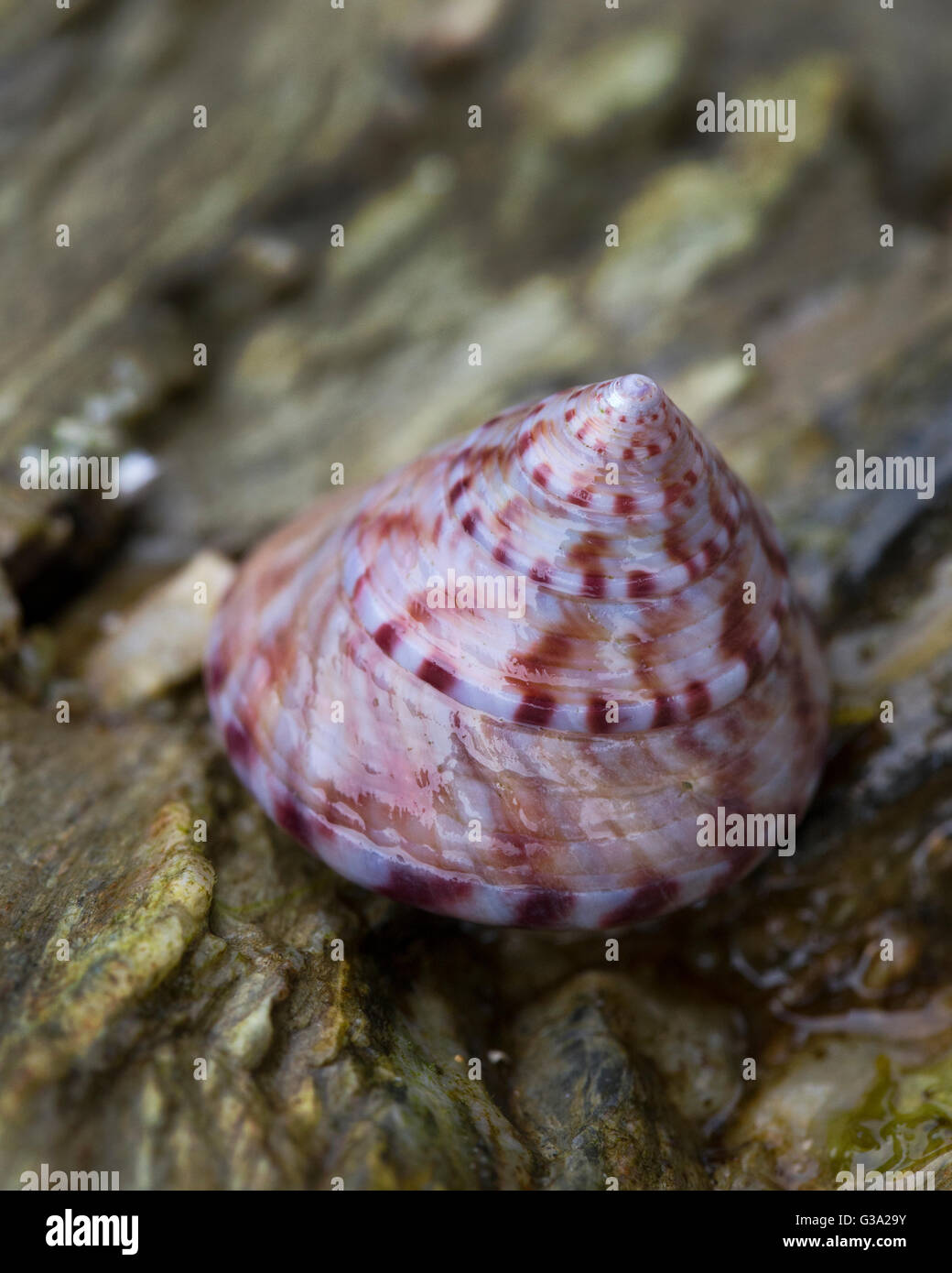 Painted Top Shell; Calliostoma zizyphinum; rockpool, shore; Cornwall ...