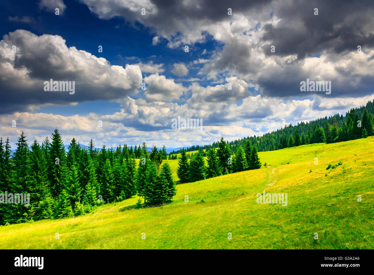 a large clearing with a footpath in a coniferous forest on the high ...