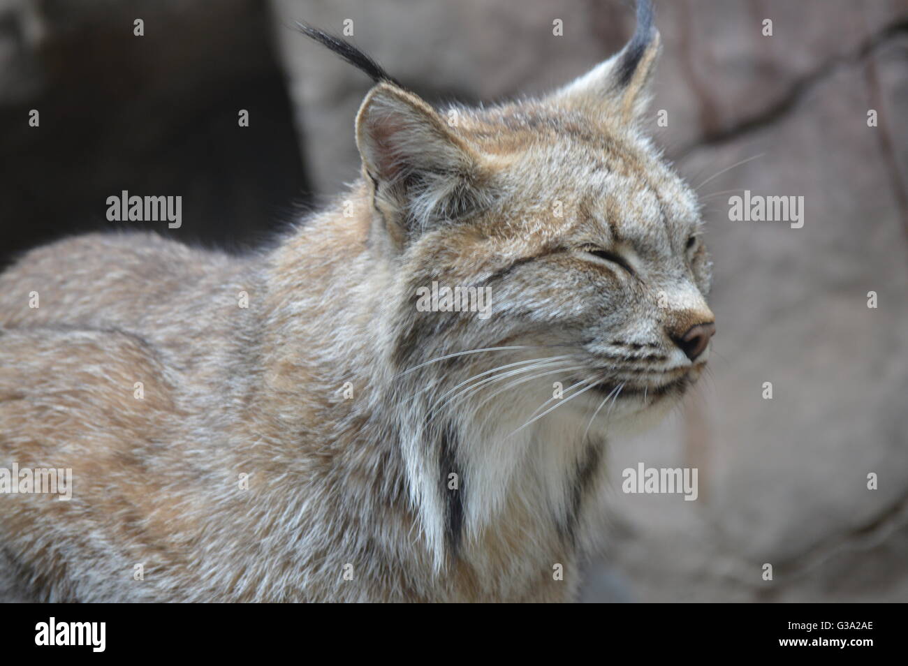 Canada lynx resting hi-res stock photography and images - Alamy