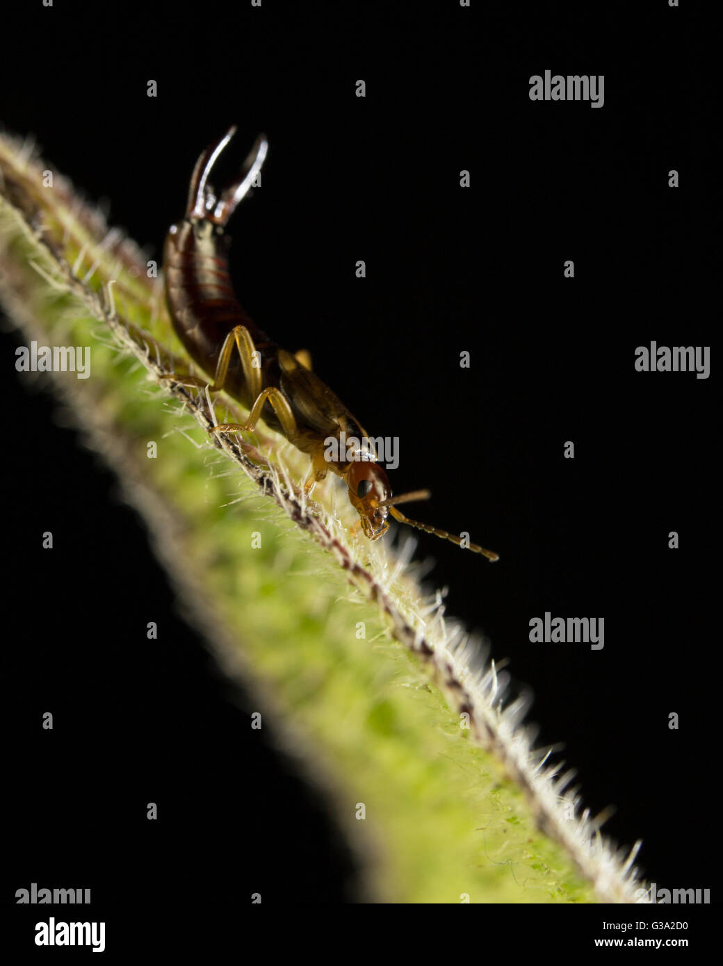 Earwig; Forficula auricularia; Single female; black background; on ...