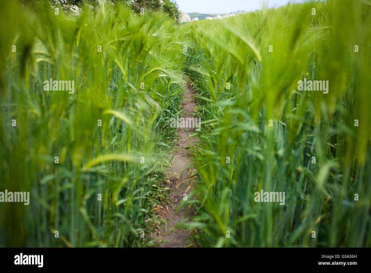 A path running through a field of corn Stock Photo - Alamy