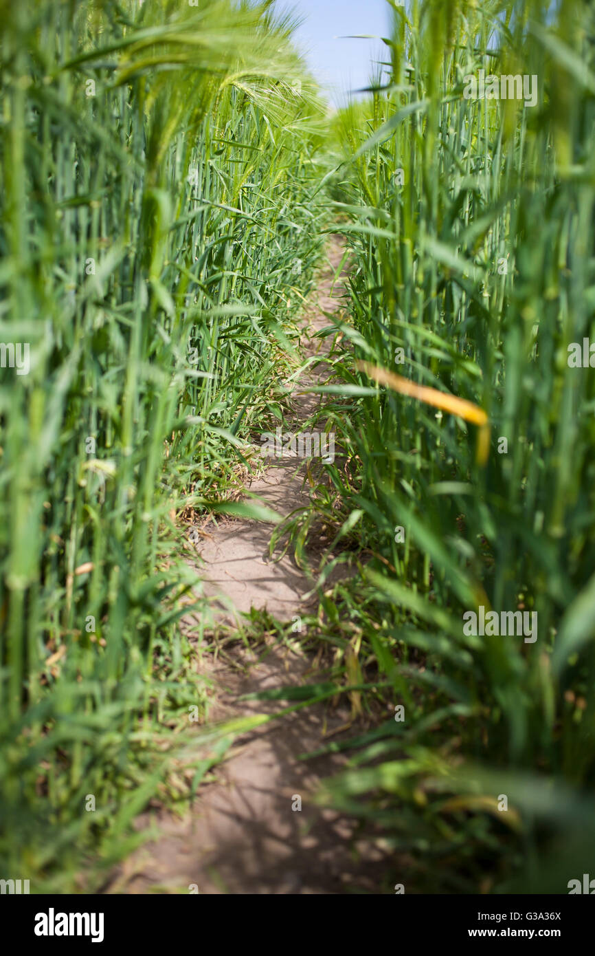 A path running through a field of corn Stock Photo - Alamy