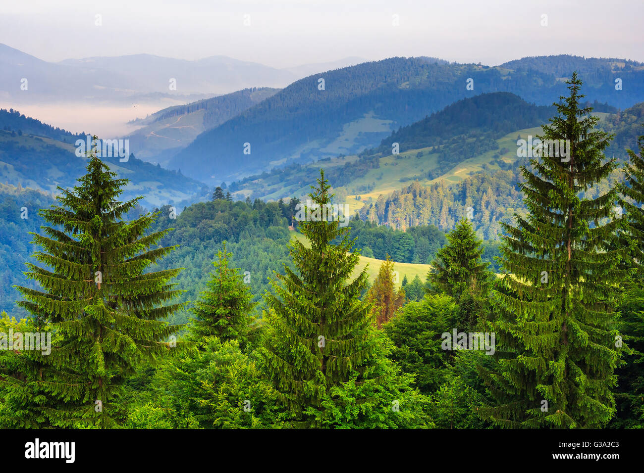 mountain landscape pine trees near valley and colorful forest on ...