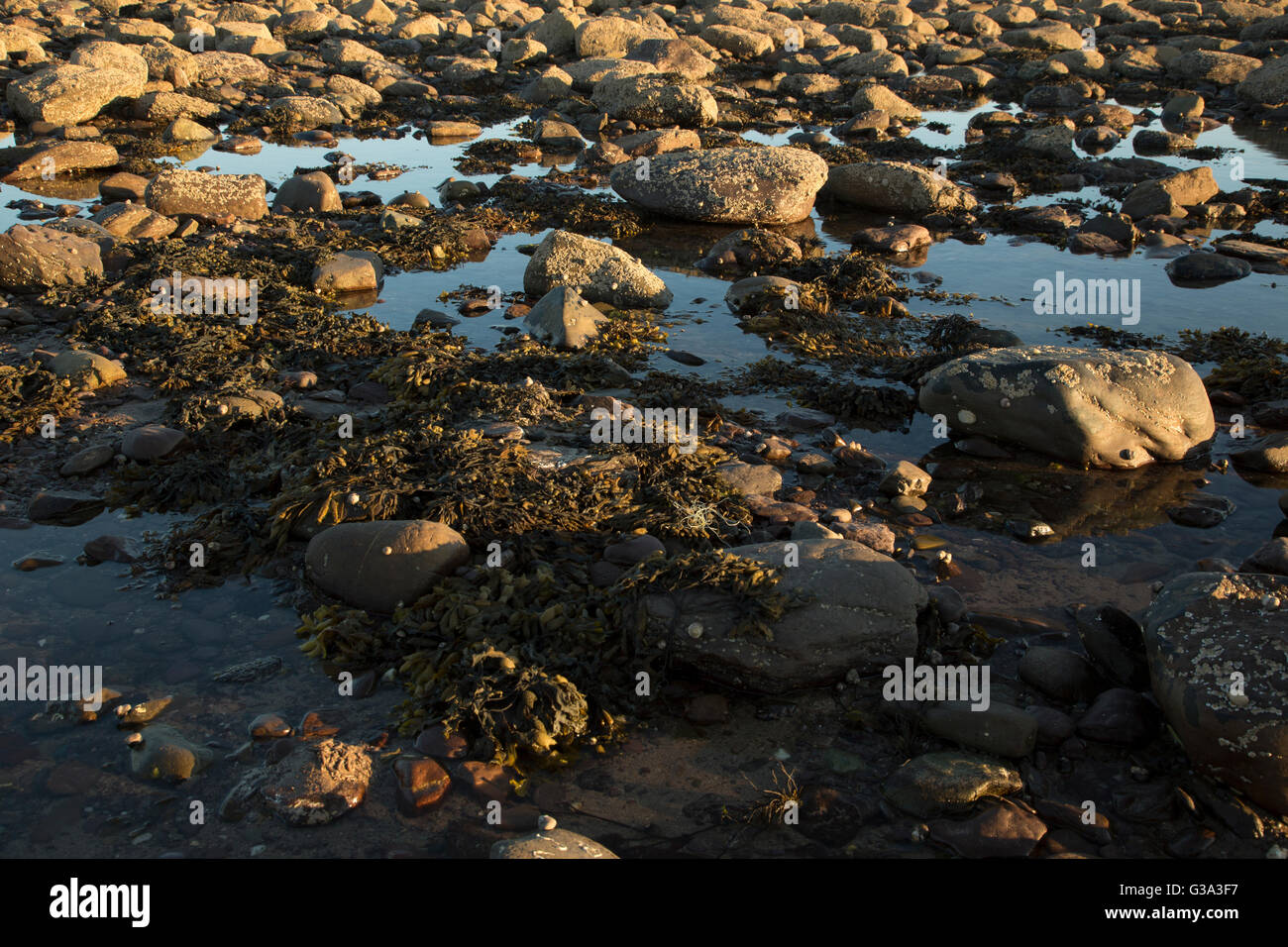 Rocks and rock pools in evening light Waterville Beach County Kerry ...