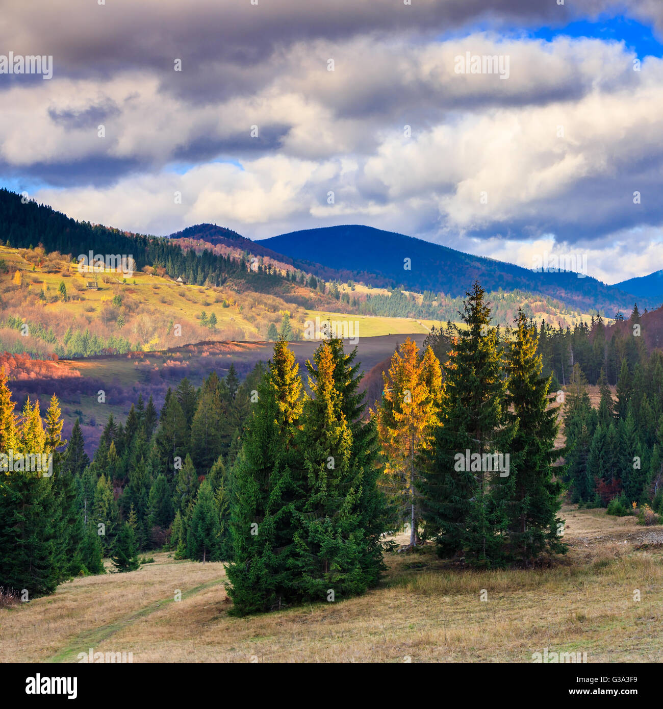 autumn landscape. forest on a hillside covered with red and yellow ...