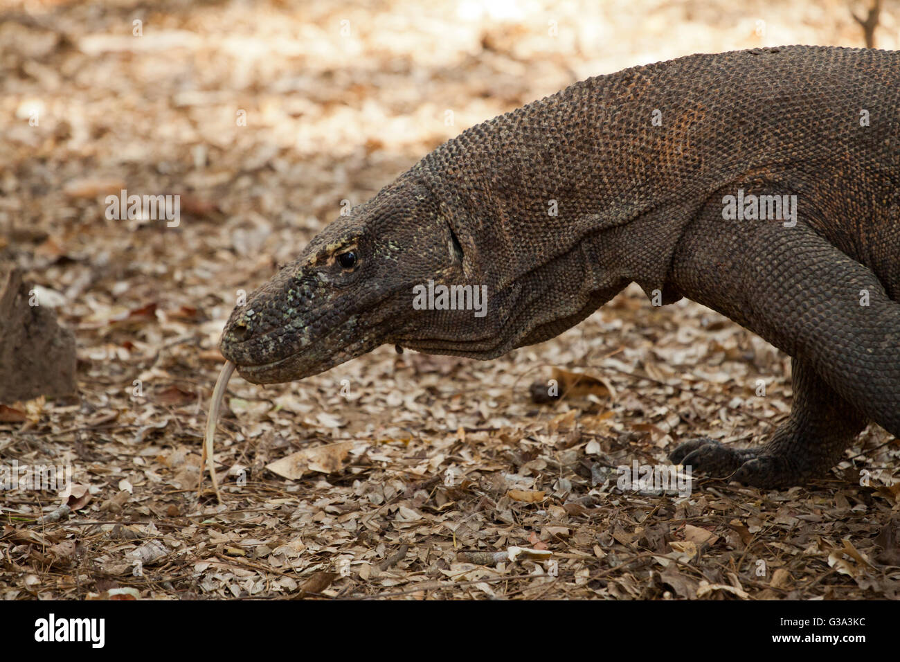 Komodo dragon biggest lizard at National Park. Indonesia Stock Photo ...