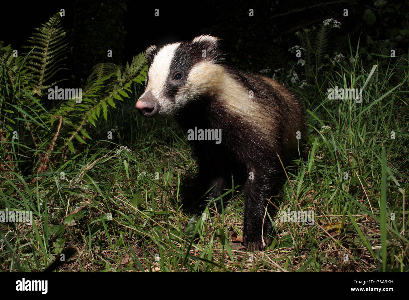 Badger images hi-res stock photography and images - Alamy