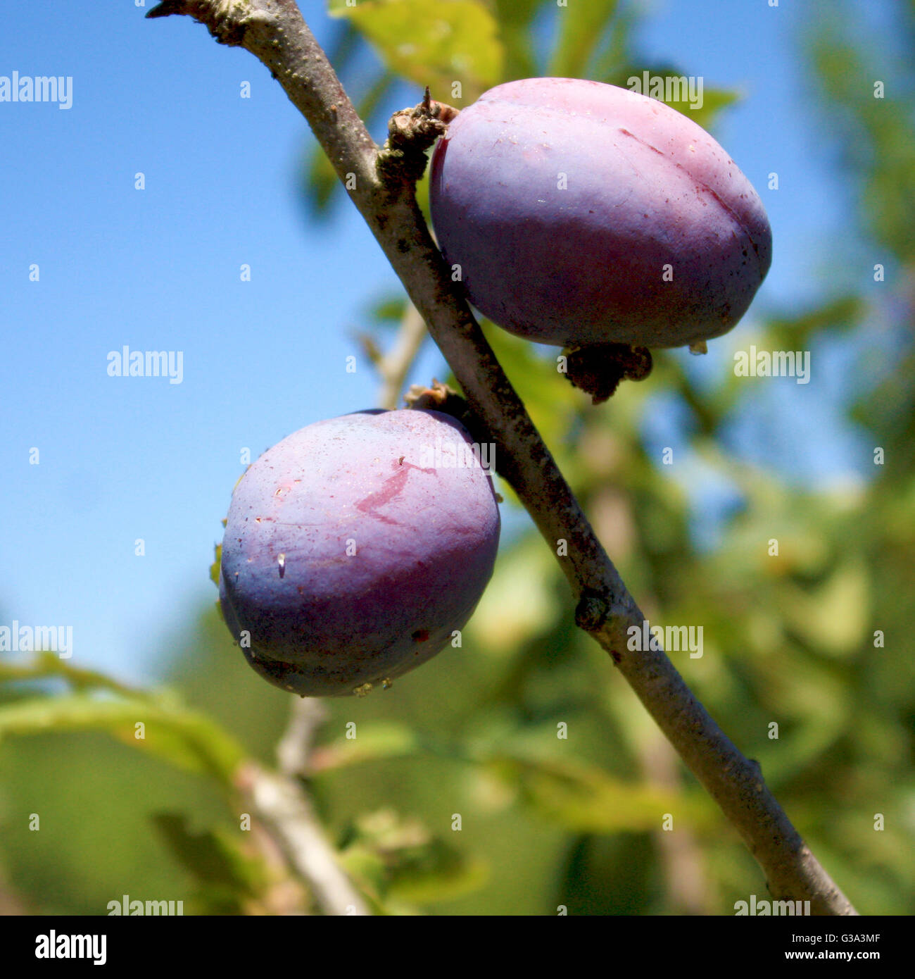 Plum on the tree in daylight Stock Photo - Alamy