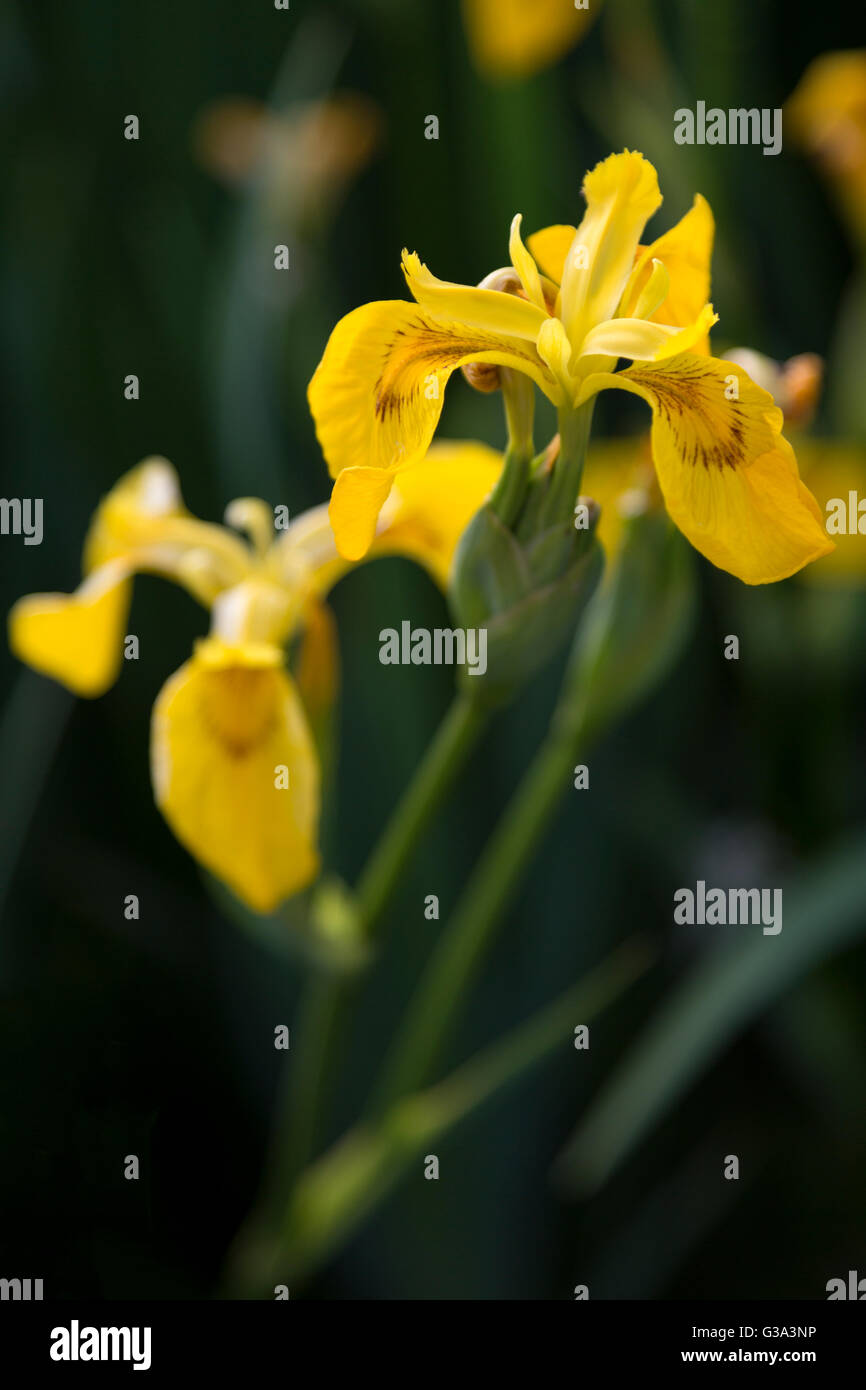 Yellow water flag hi-res stock photography and images - Alamy