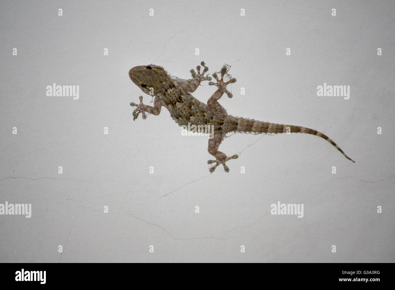 Gecko climbing hi-res stock photography and images - Alamy